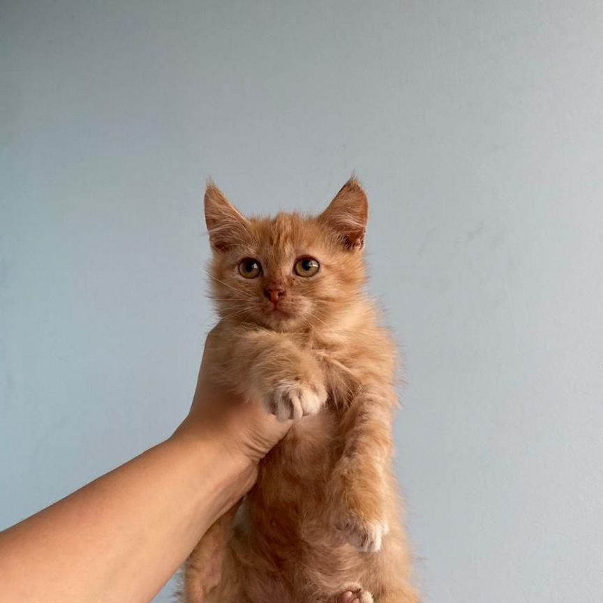 Котята разных цветов в дар 2 мес