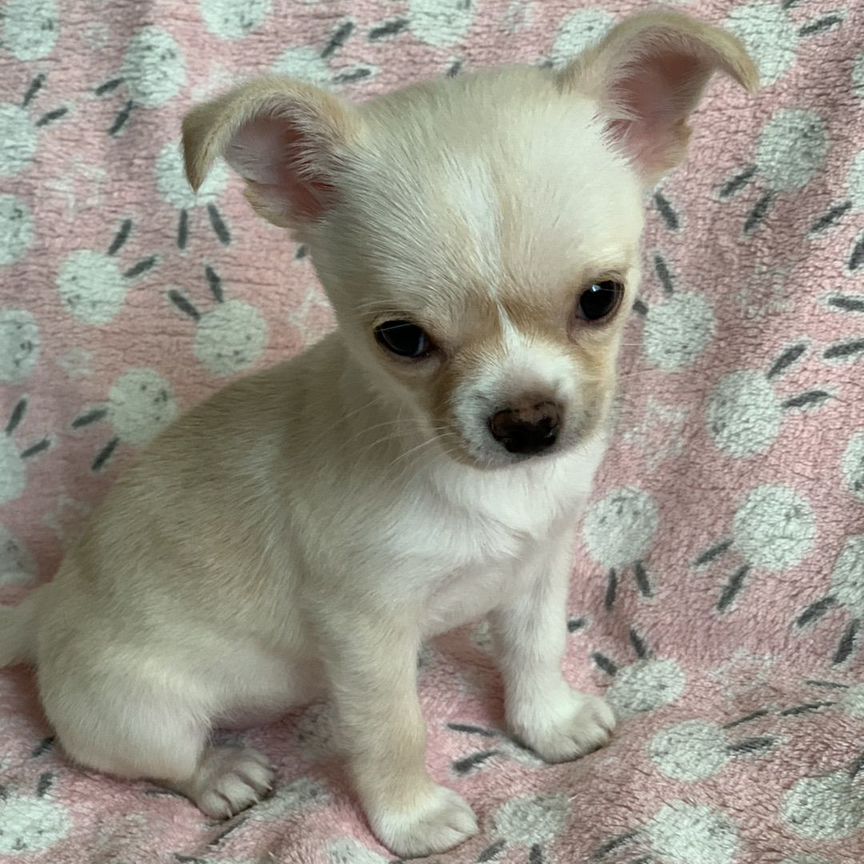 Чихуахуа девочка