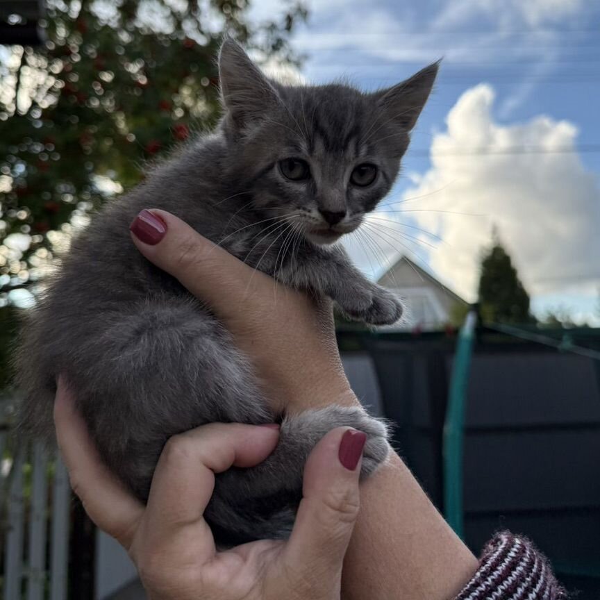 Котенок в добрые руки