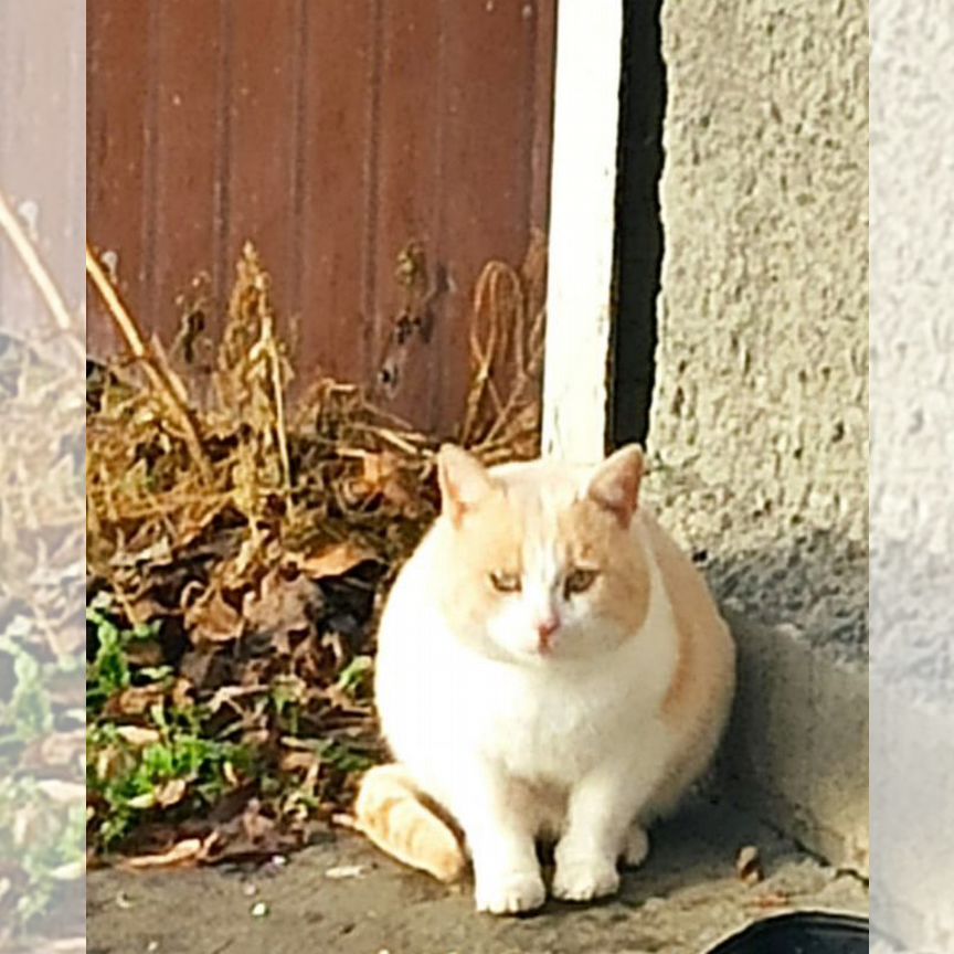 Кот