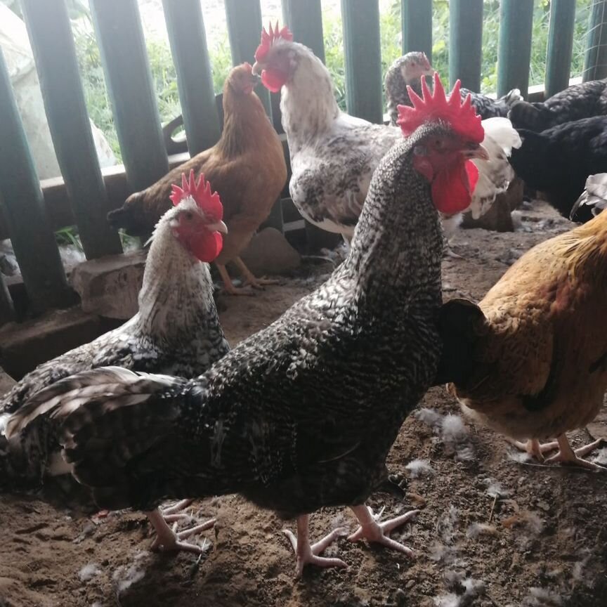Куры и петухи