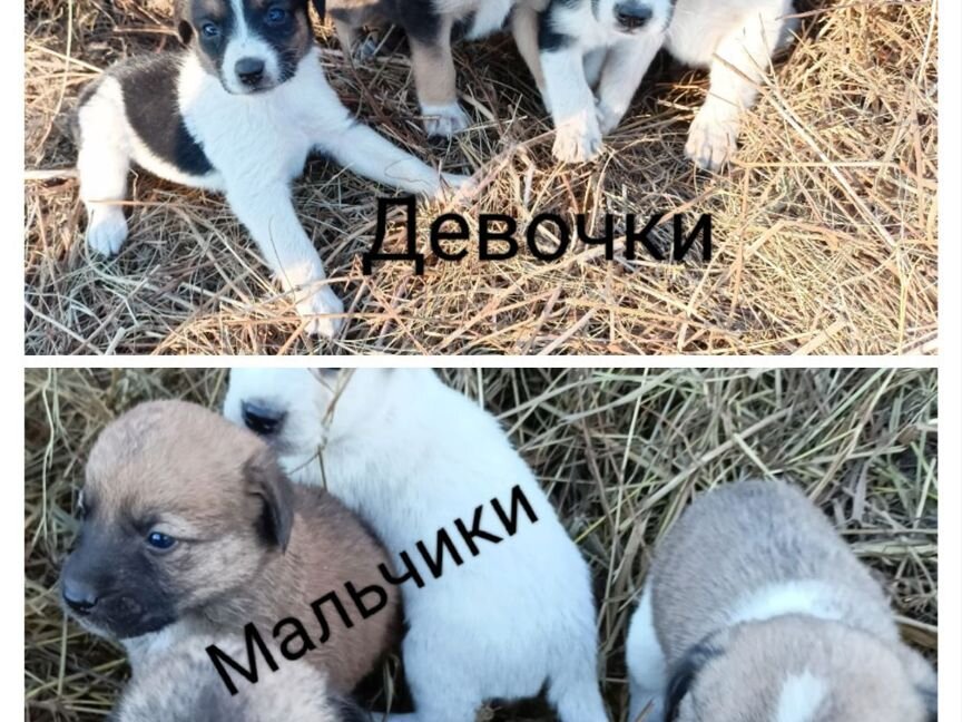 Собака дворянских кровей)