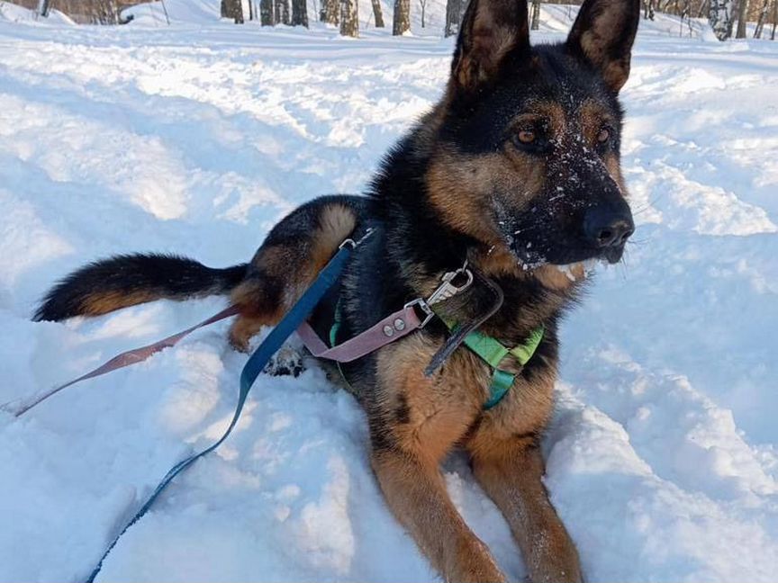 Бывшедомашний пес тяжело переживает предательство