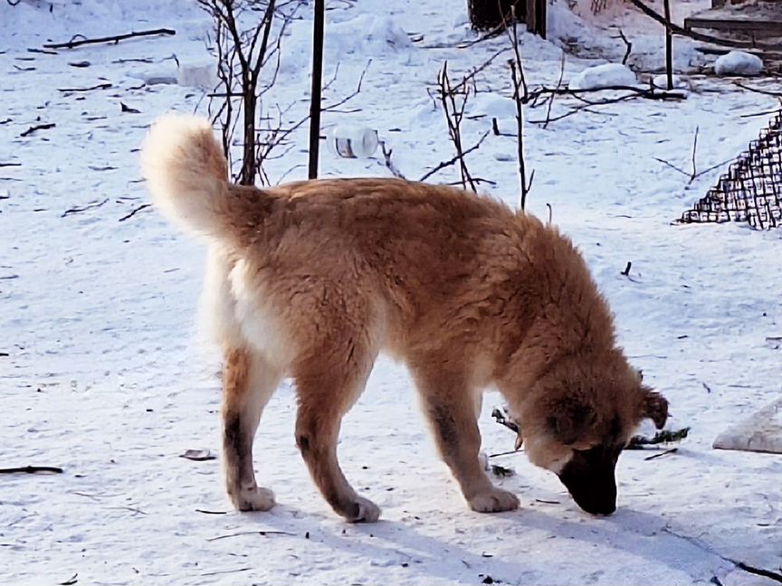 Собаки бесплатно в добрые руки щенки