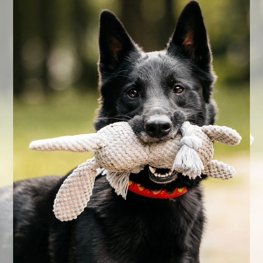 Необычайный красавец в добрые руки