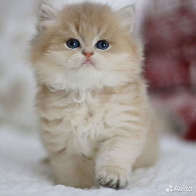 Красивый британский котенок