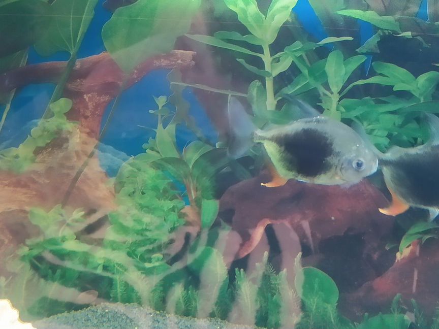 Милеус ламакс