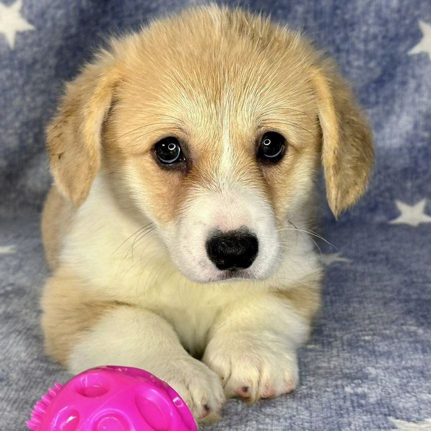 Вельш Корги Пемброк, щенок