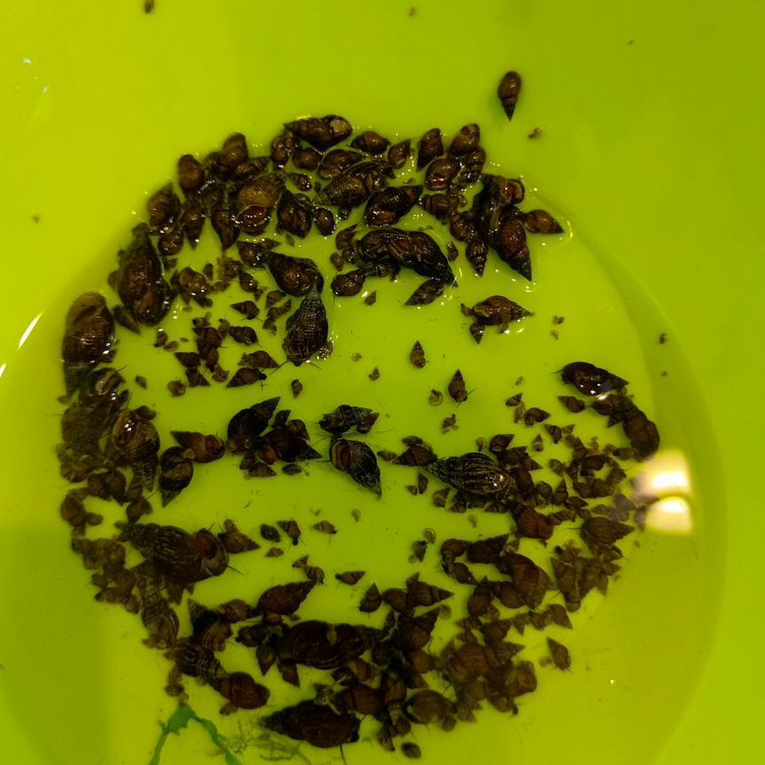 Улитки роголистник