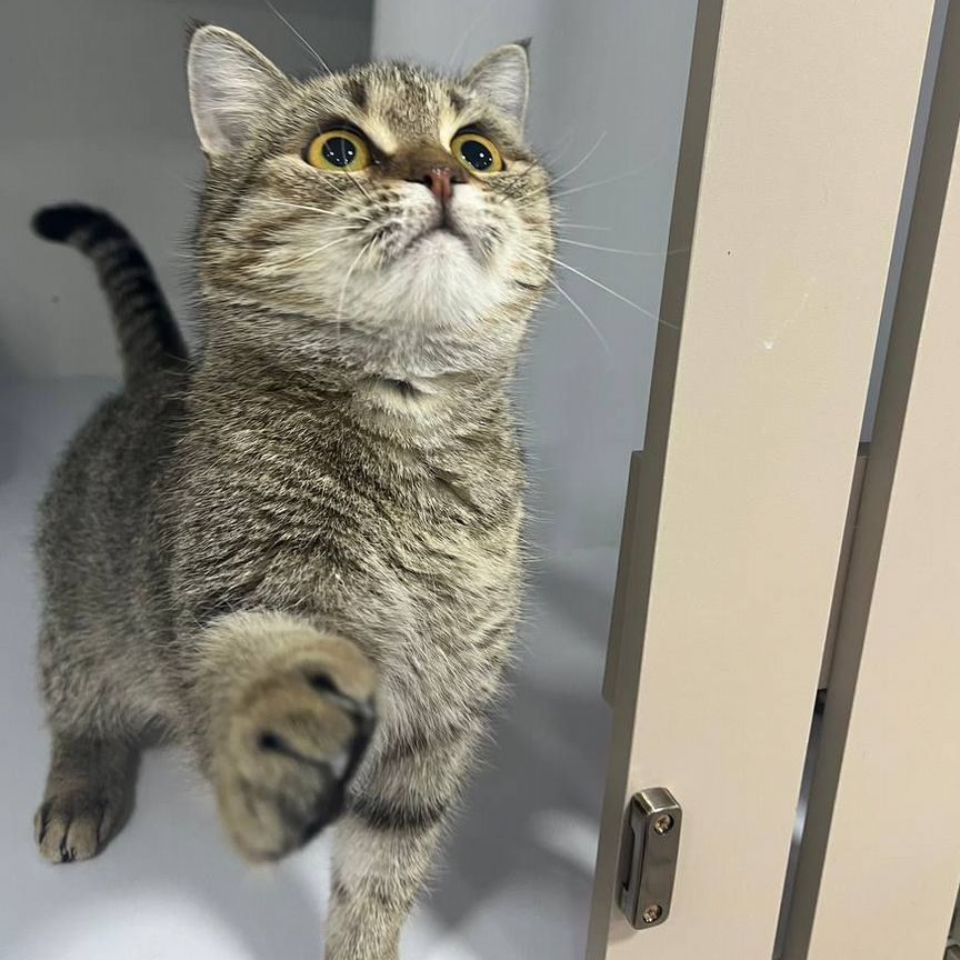 Взрослая, кошка в добрые руки