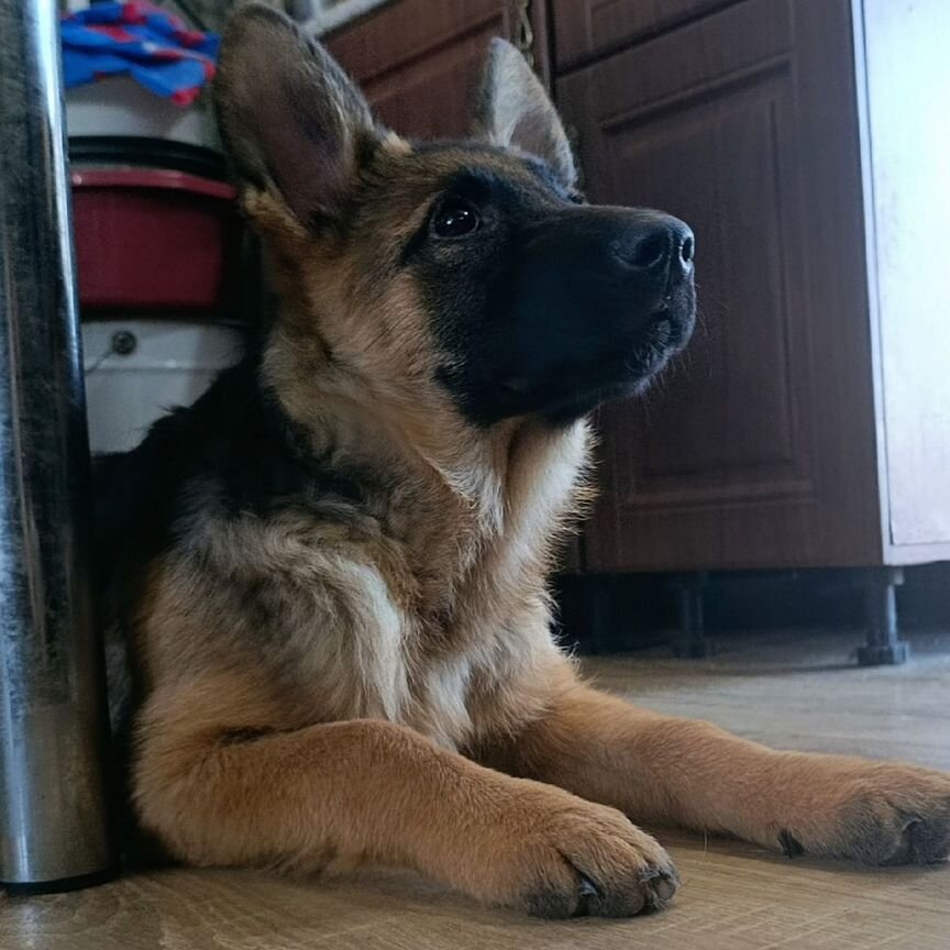 Немецкая овчарка, щенок