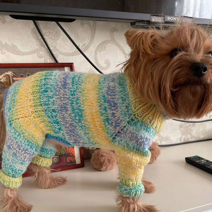 Одежда для собак