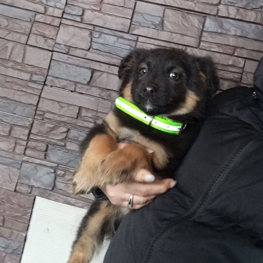 Немецкая овчарка, щенок