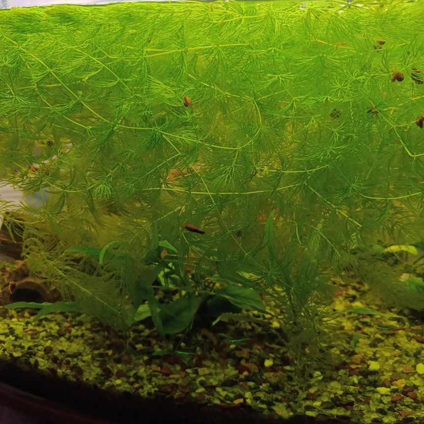 Аквариумные растения