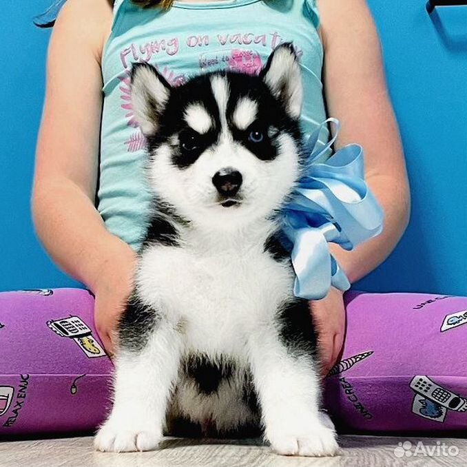 Суперрр Яркие Хаски Малыши с документами для Вас