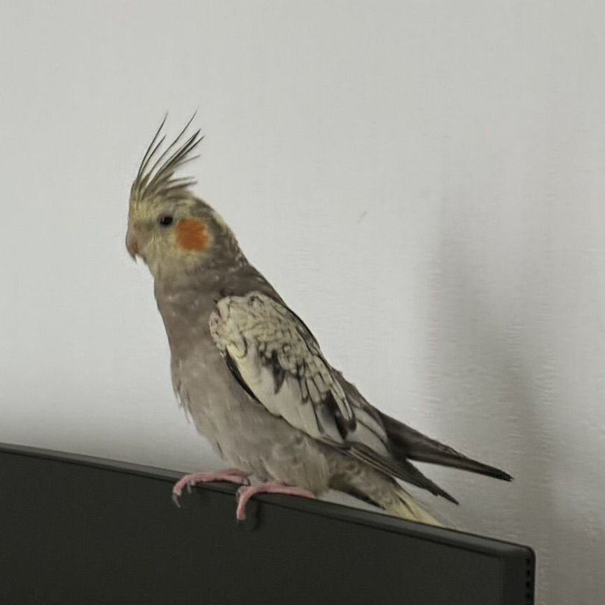 Попугай корелла с клеткой