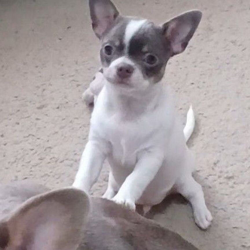 Чихуахуа, щенок