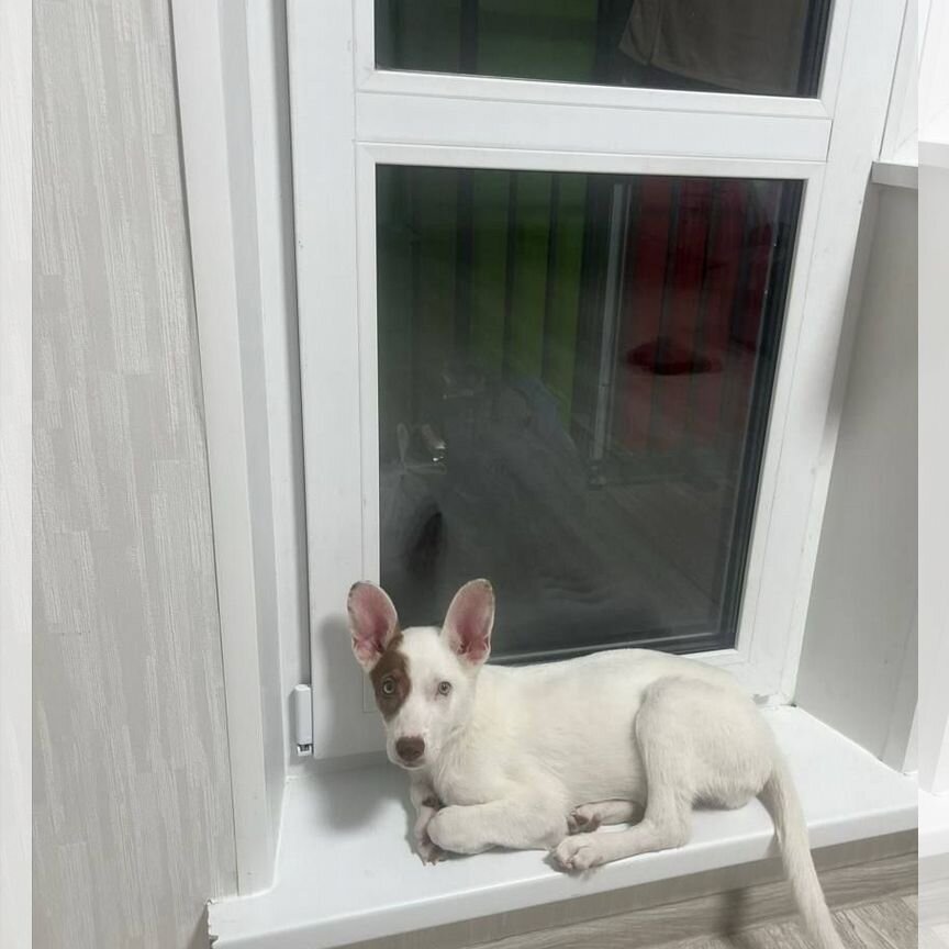 Поденко ибиценко, щенок