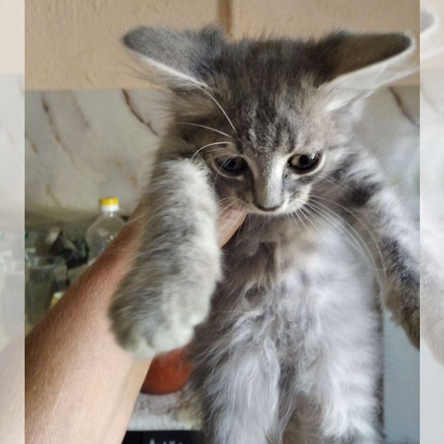 Котёнок в добрые руки