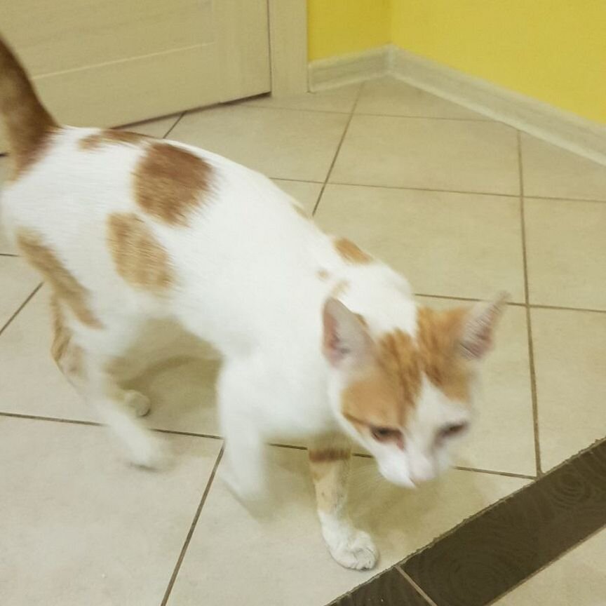 Найденные коты