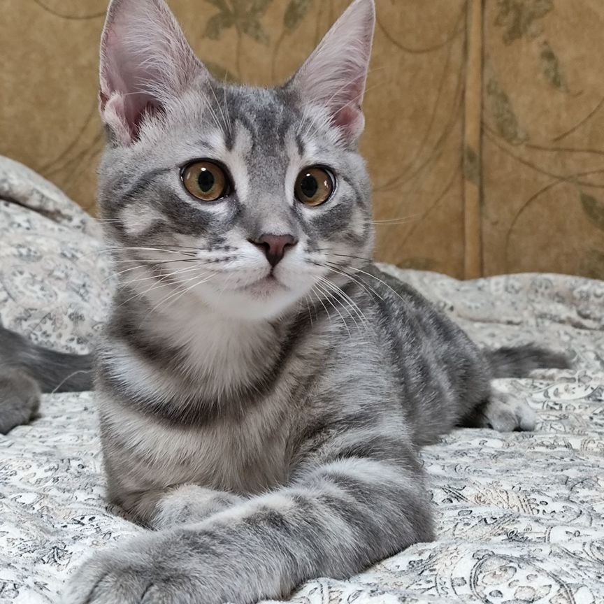 Котята в добрые руки мальчики