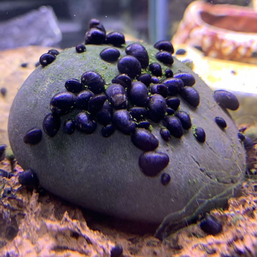 Улитки теодоксус