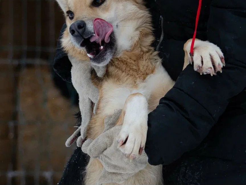 Собака в добрые руки