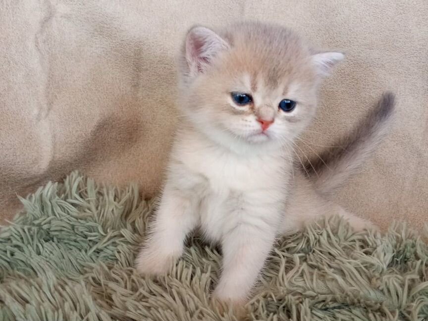 Британская роскошь