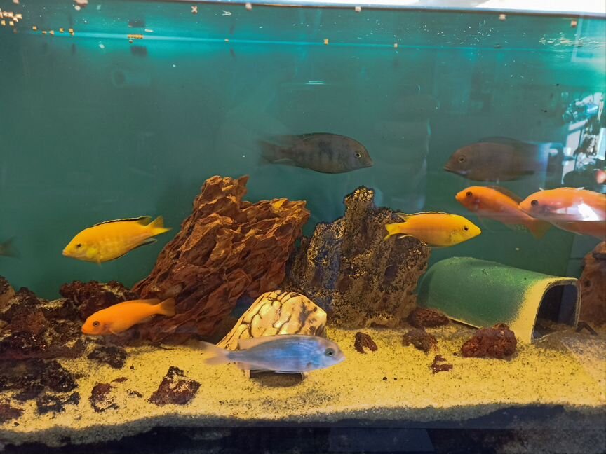 Малавийские цихлиды