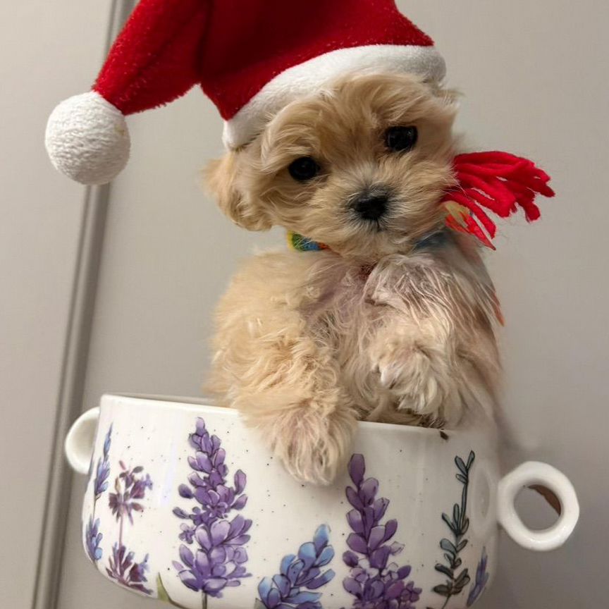 Мальтипу, щенок