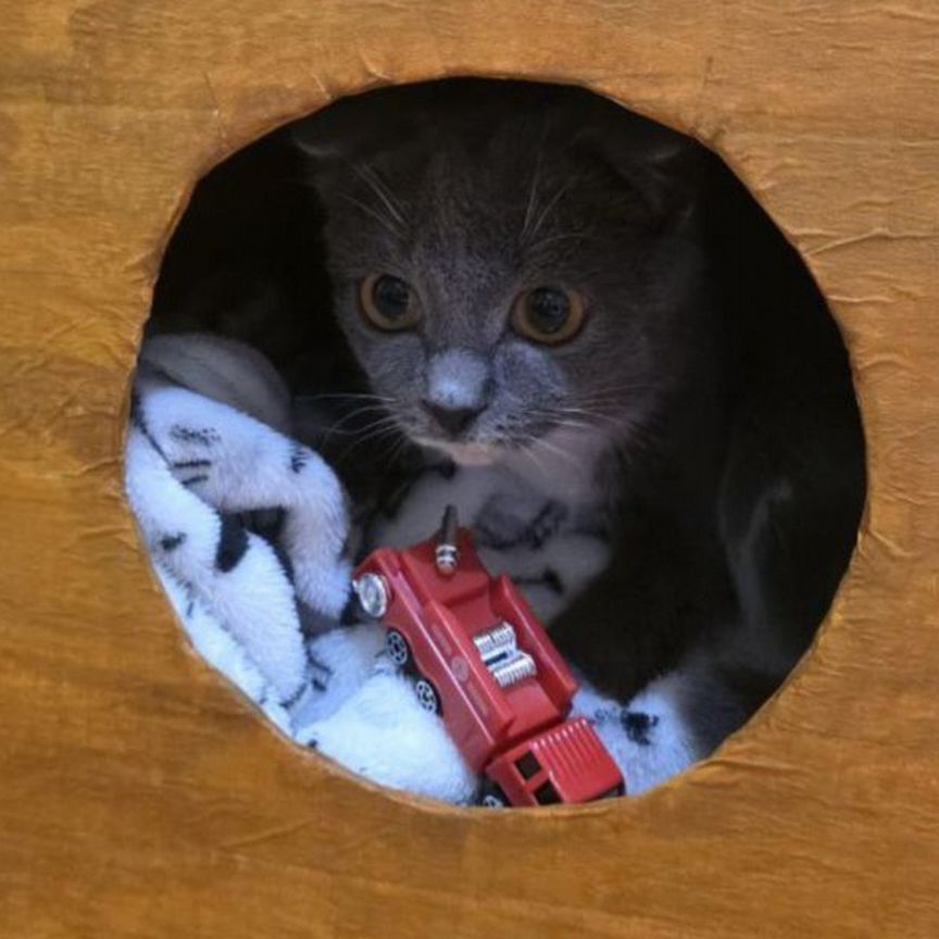 Котёнок в добрые руки