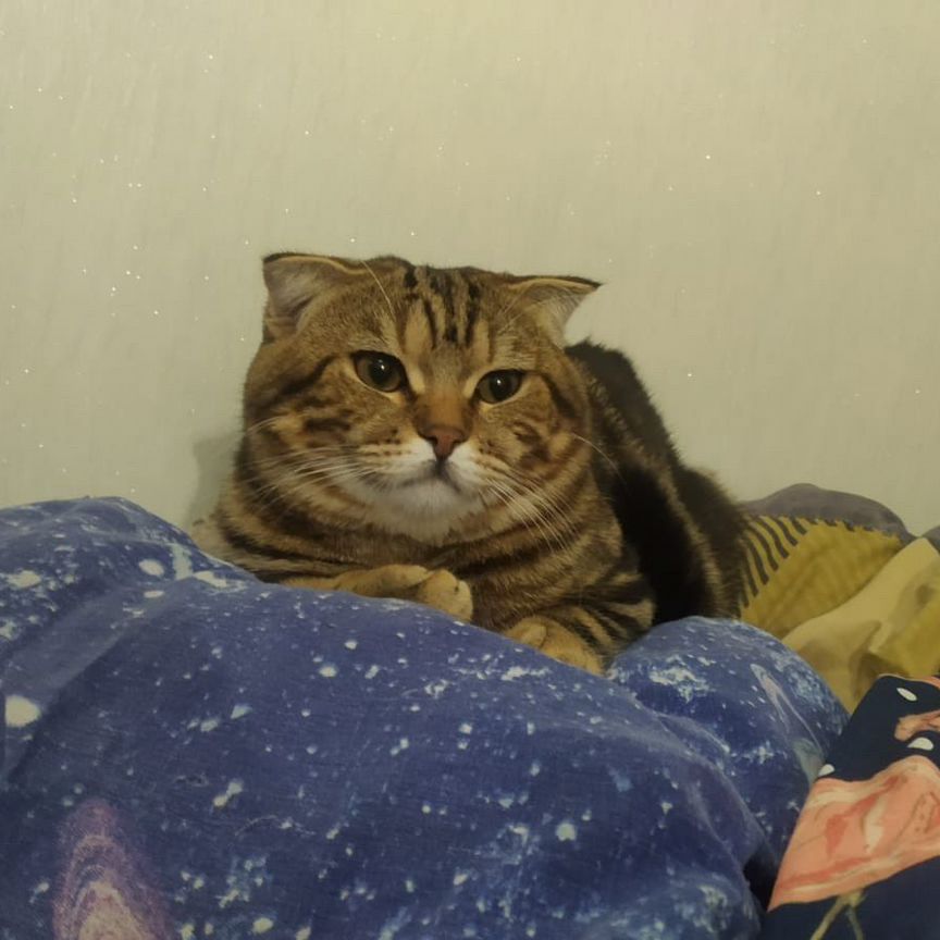 Шотландский кот вязка