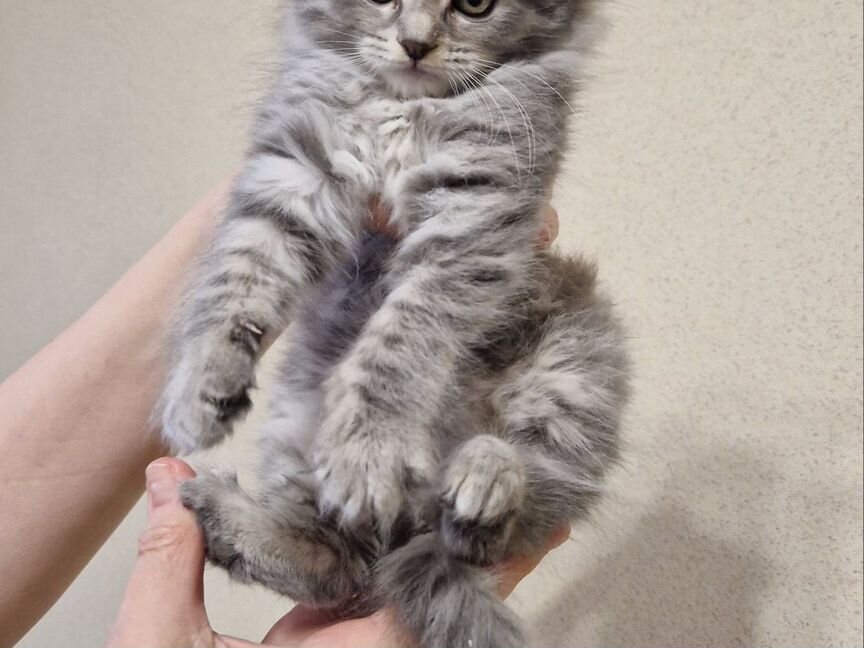 Котята