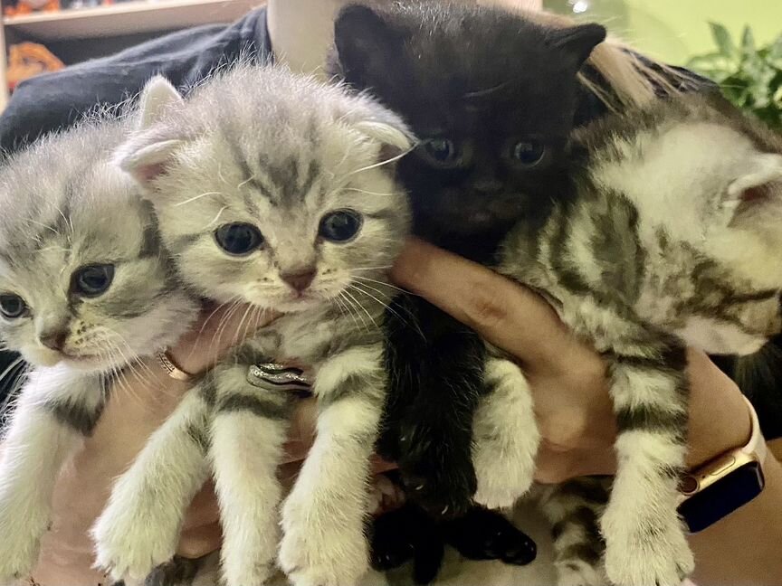 Шотландские котята