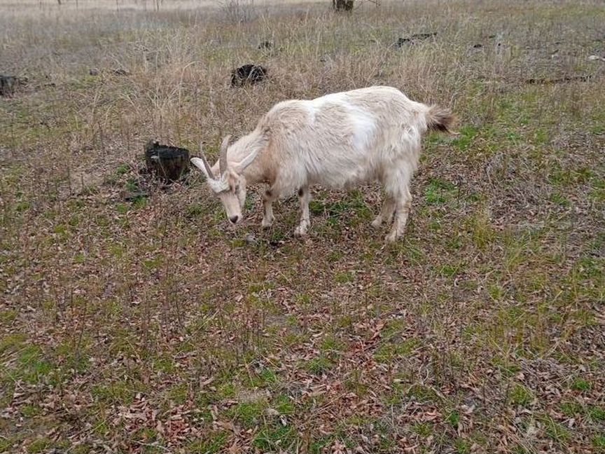 Козы котные