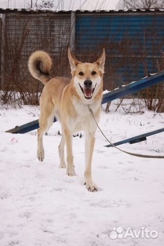 Пес ищет старого нового хазияна