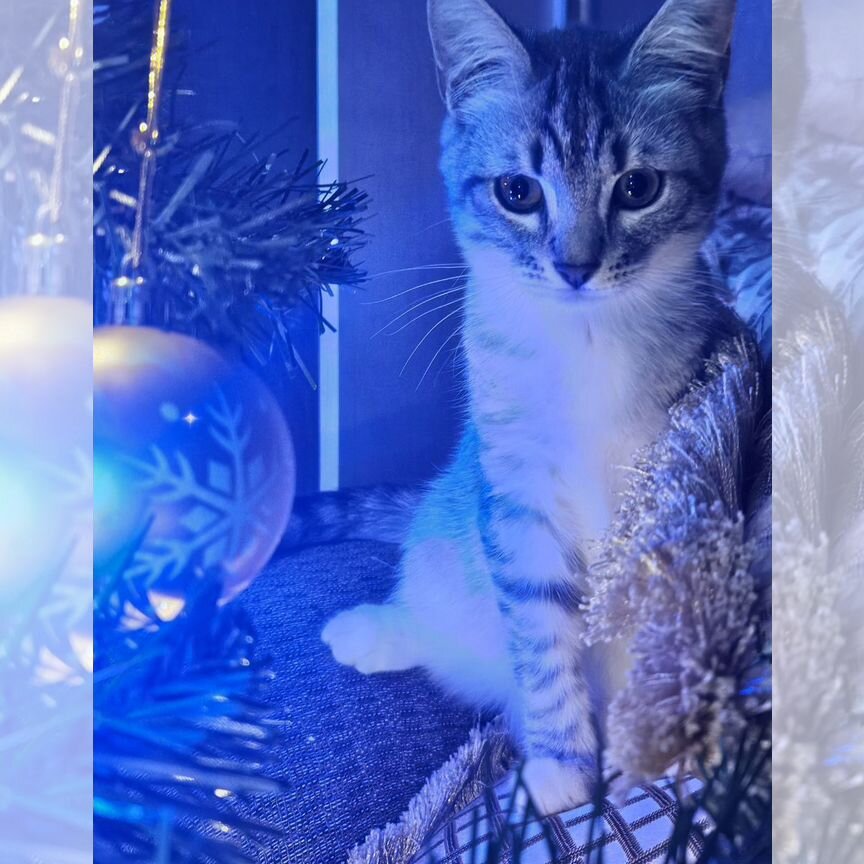 Котёнок в добрые руки