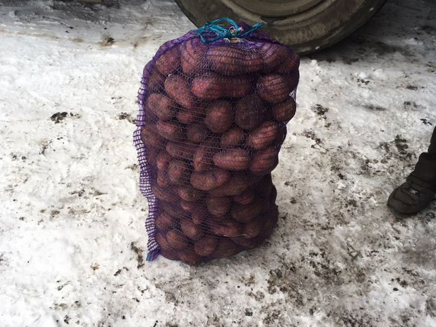 Картофель кормовой