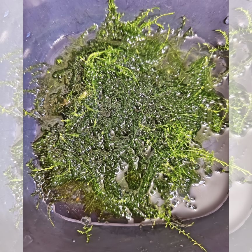 Яванский мох для аквариума