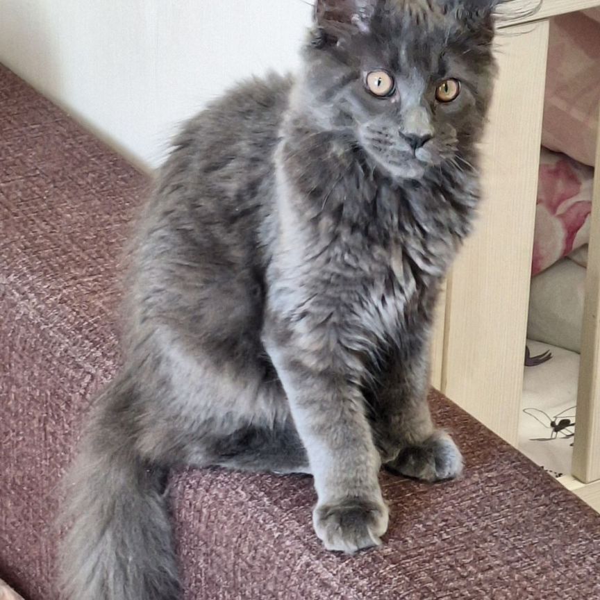 Мейн-кун продам