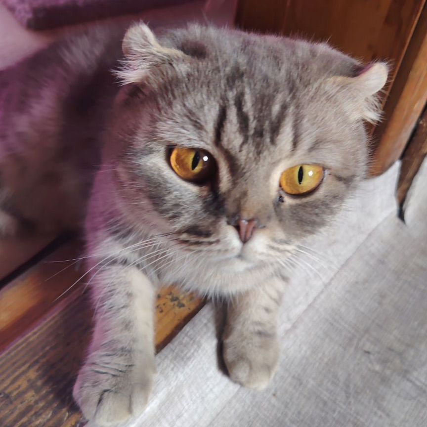 Шотландская вислоухая длинношёрстная, взрослая кошка