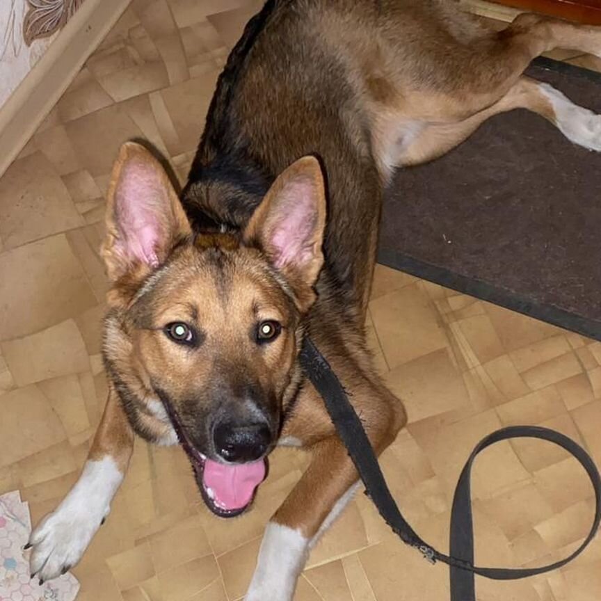 Щенок в добрые руки