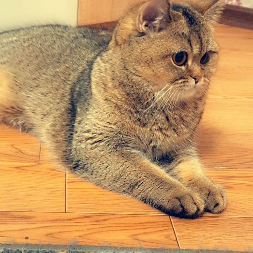 Шотландская кошка вязка