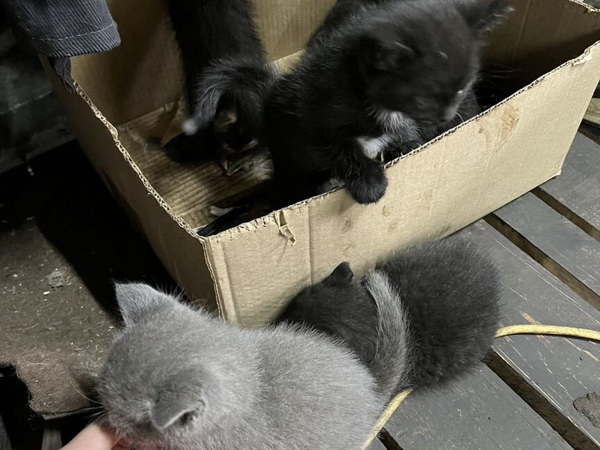 Котята в добрые руки