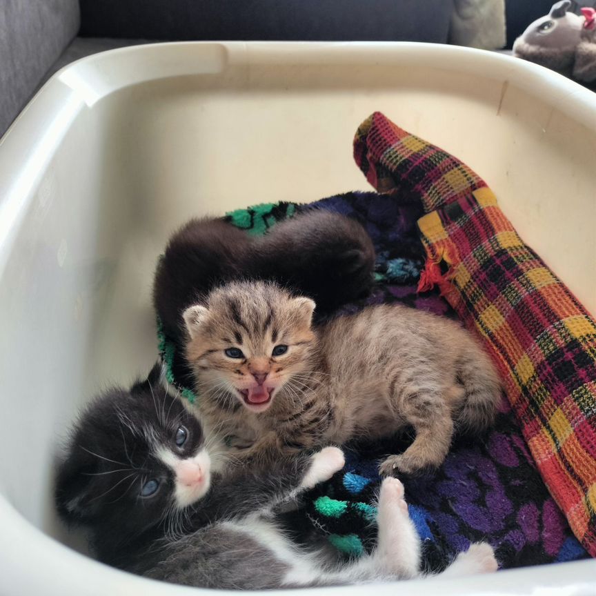 Котята в добрые руки