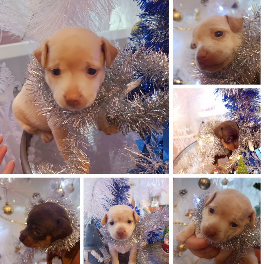 Русский той-терьер, щенок