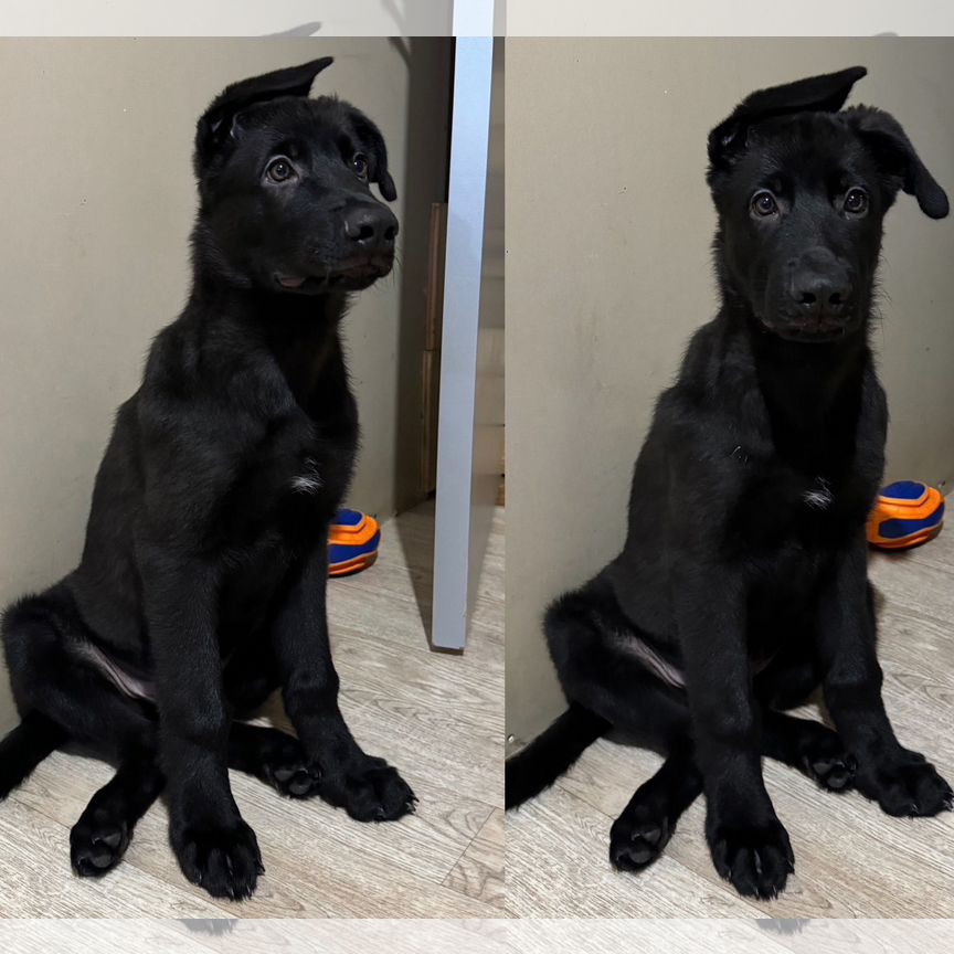 Немецкая овчарка, щенок