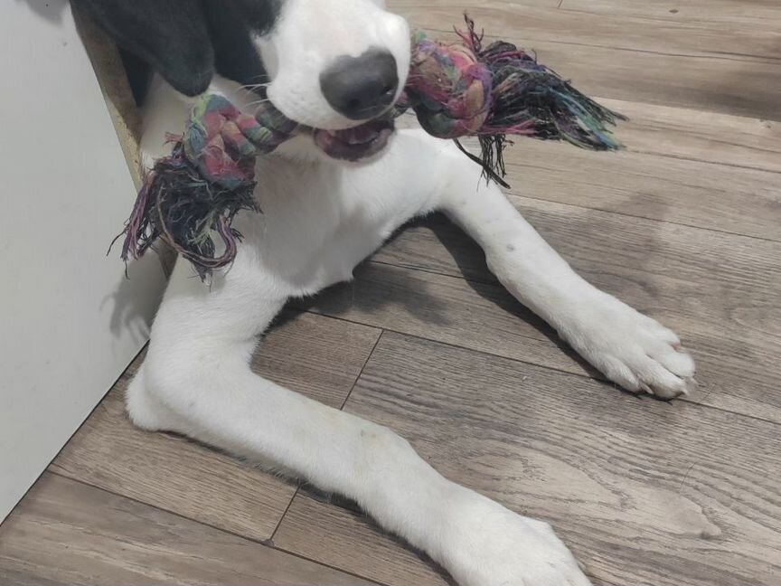 Щенок алабая в дар