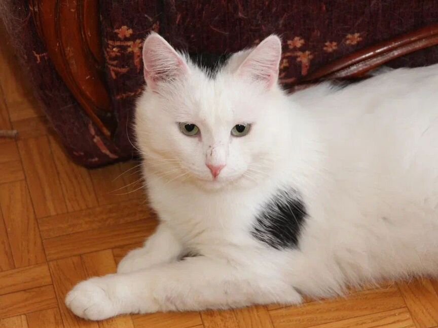Кошки в добрые руки