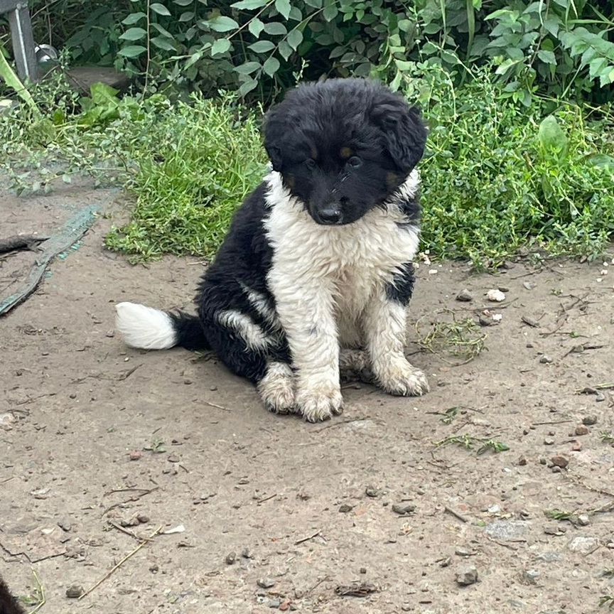 Крупный щенок